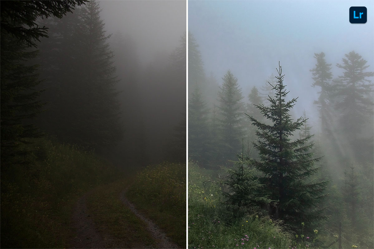 Forest Magie | Edit | Photoshop Lightroom