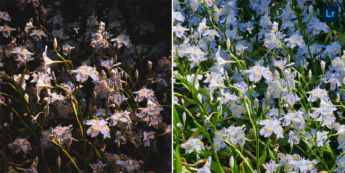 Flower scenery! | Remix | Photoshop Lightroom