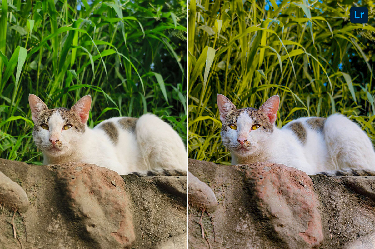 Cat | Edit | Photoshop Lightroom