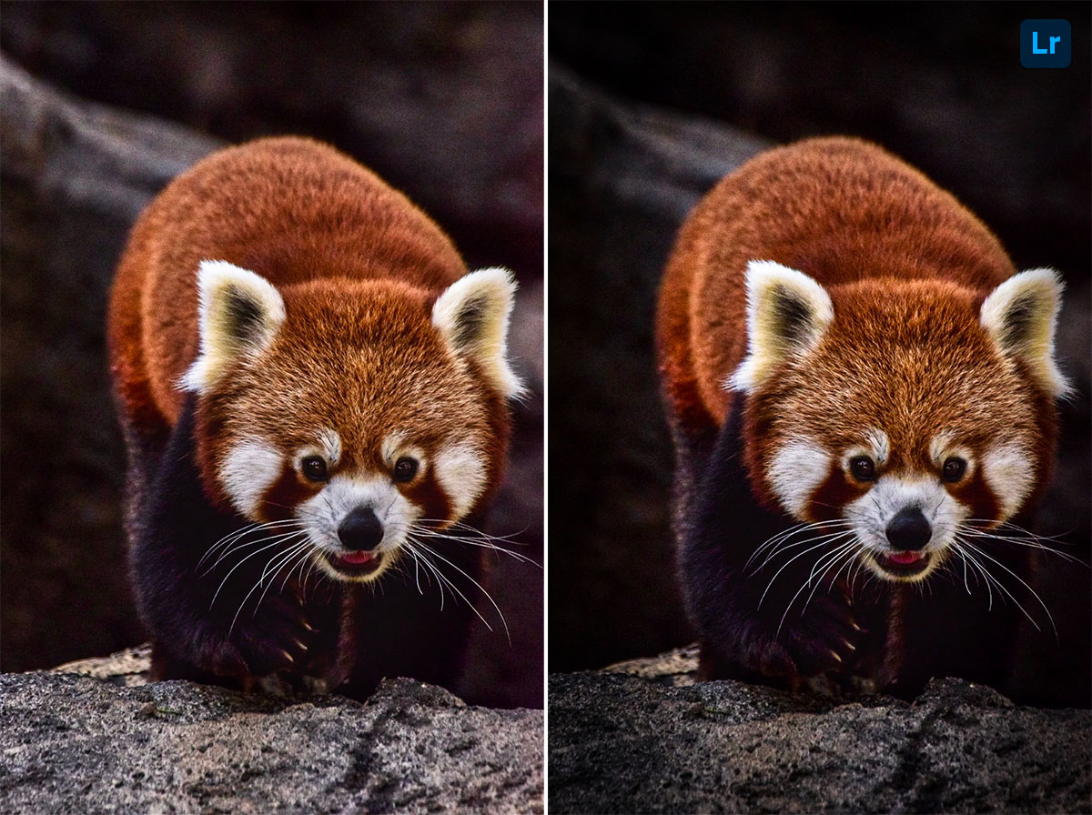 panda | Edit | Photoshop Lightroom
