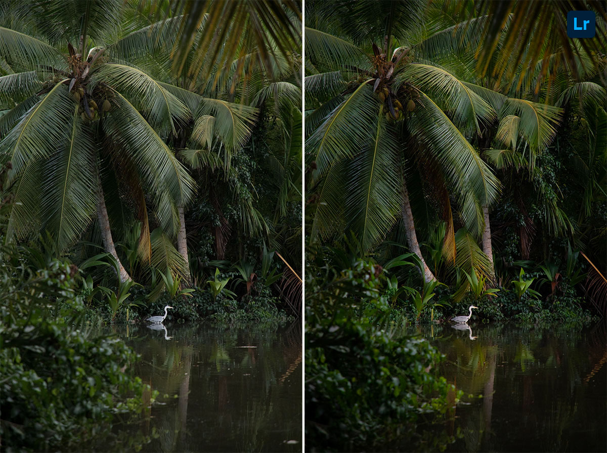 Rainforest colors. | Edit | Photoshop Lightroom