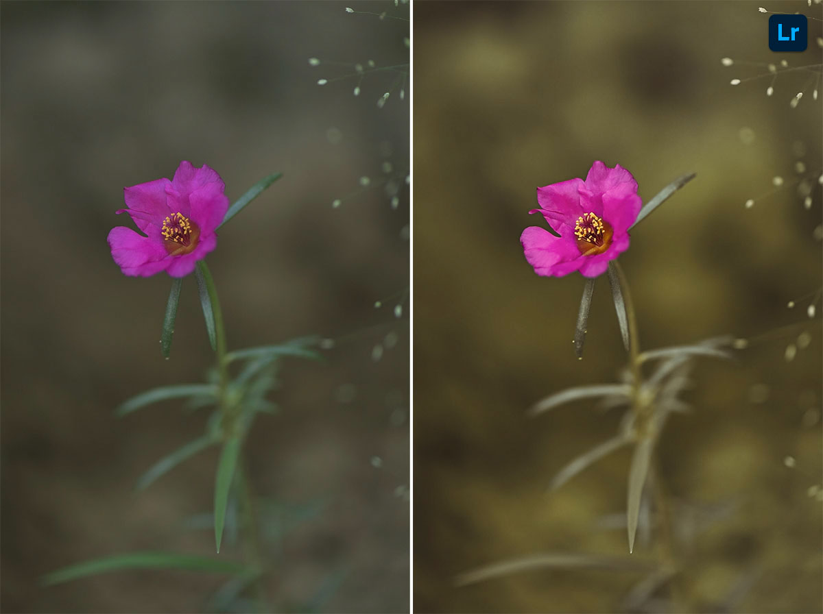 Bloom | Remix | Photoshop Lightroom