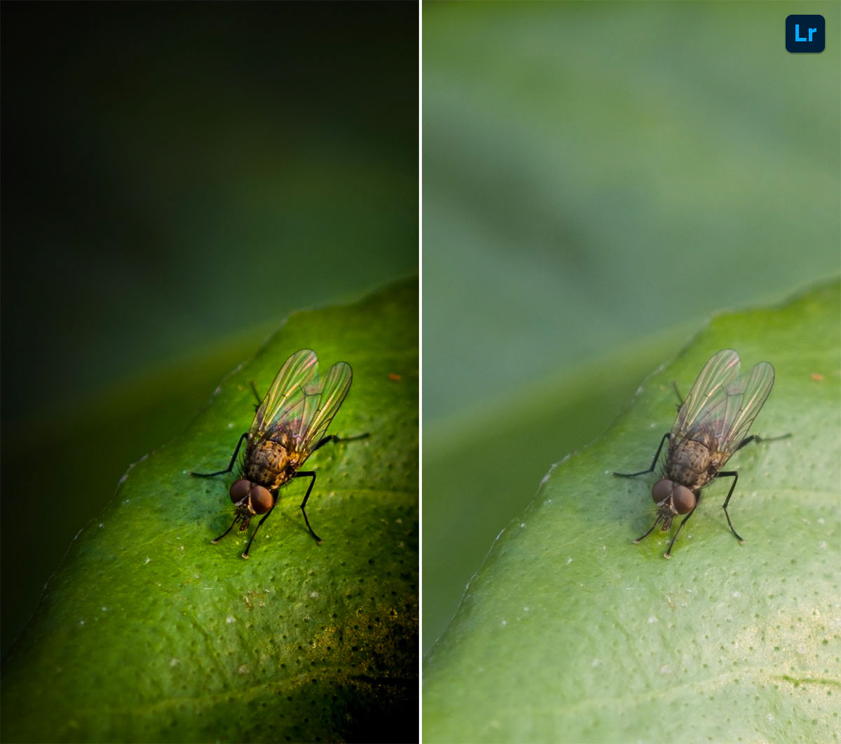 Mosca | Edit | Photoshop Lightroom