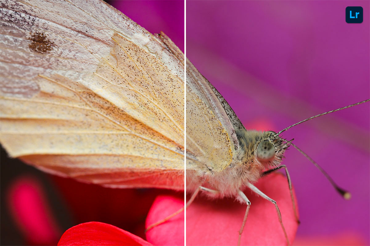 Cabbage white Butterfly | Edit | Photoshop Lightroom