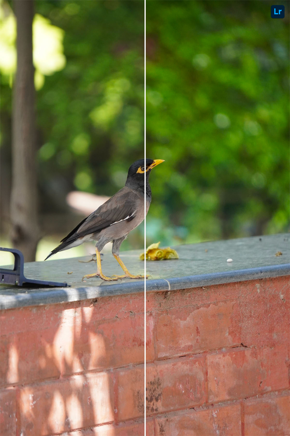 Bird | Remix | Photoshop Lightroom