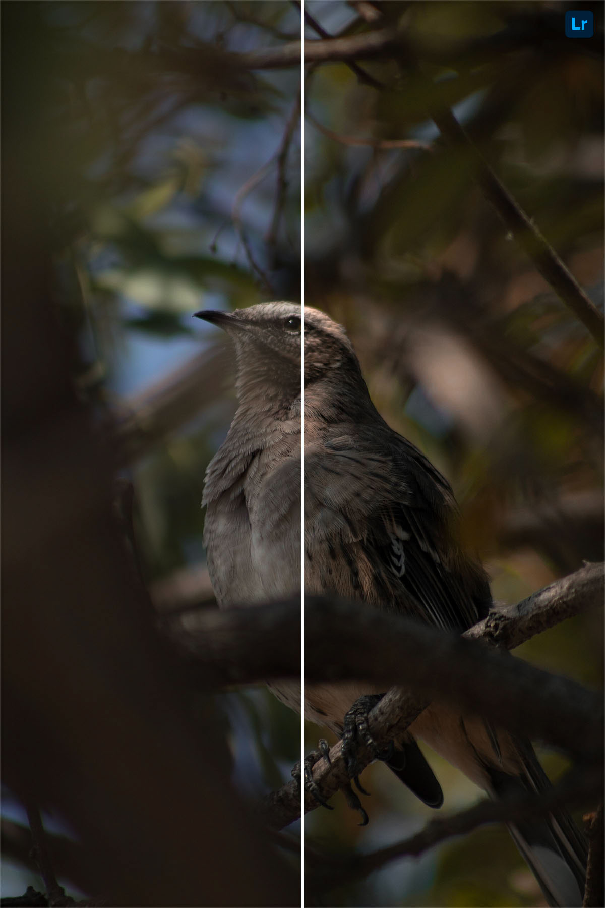 Free Bird | Edit | Photoshop Lightroom