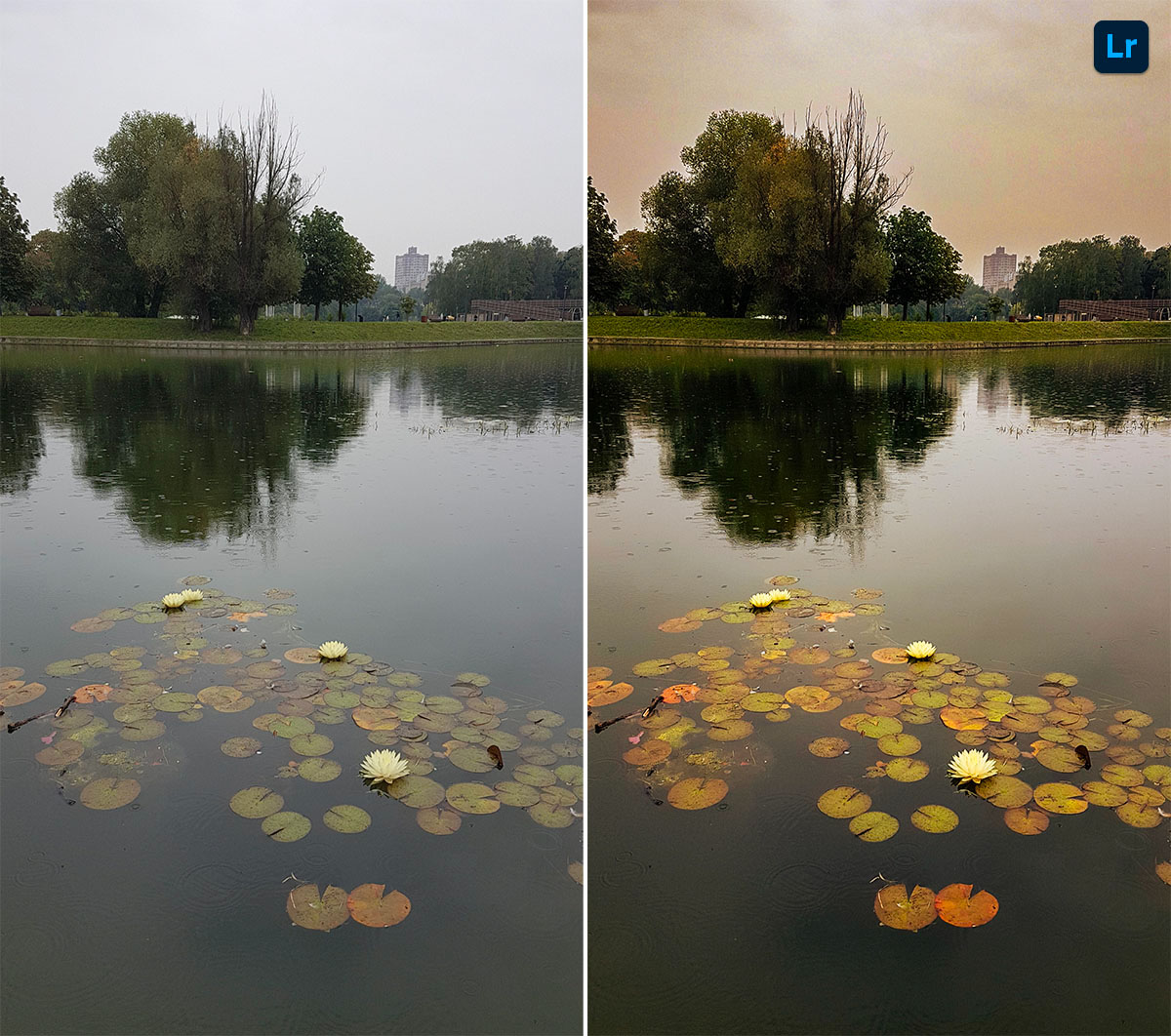 Autumn lilies | Edit | Photoshop Lightroom