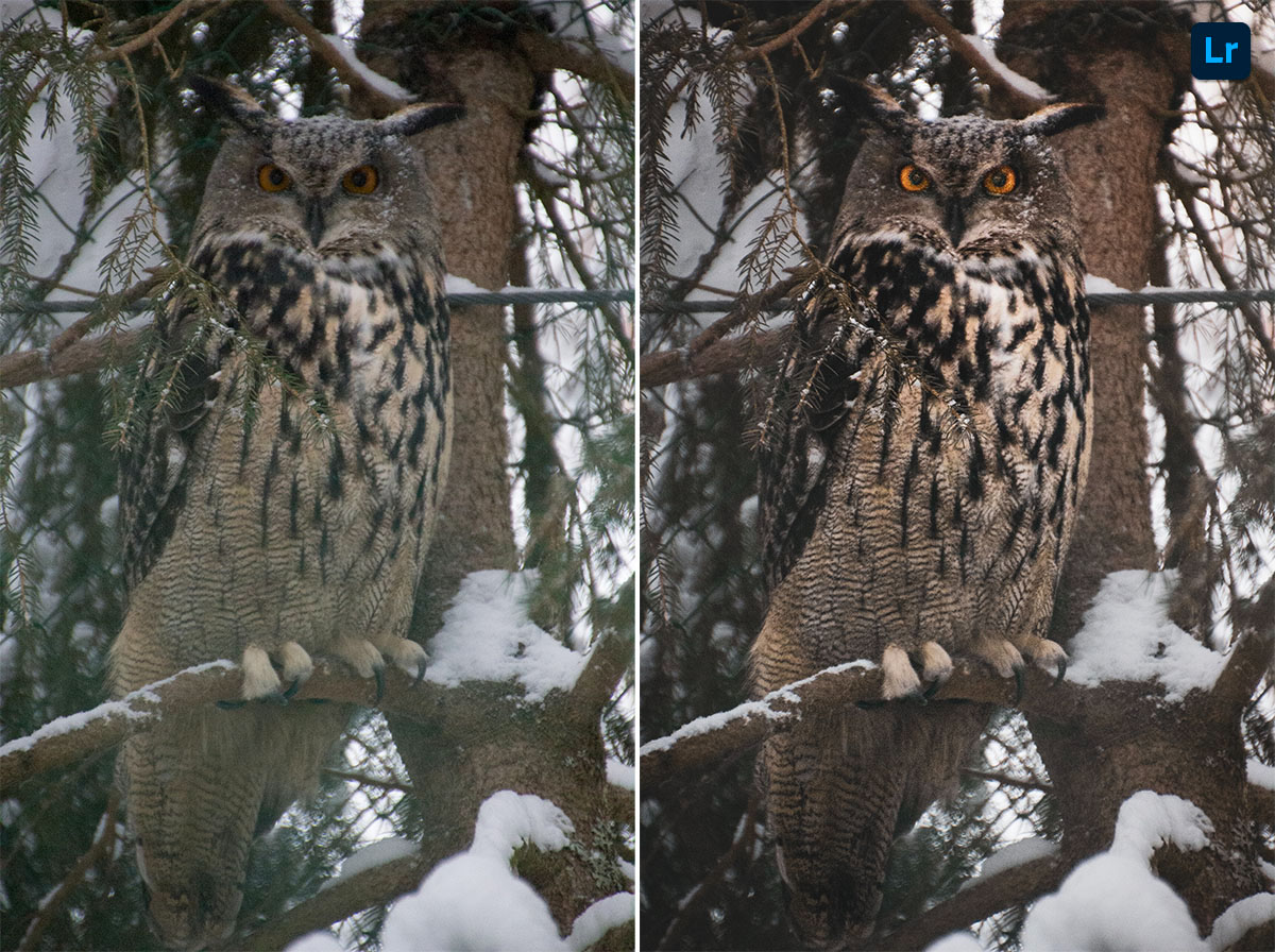 Owl | Edit | Photoshop Lightroom