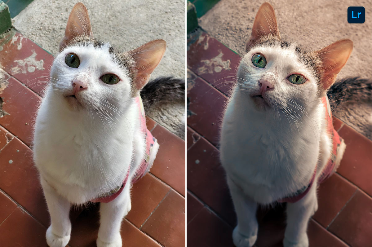 The cat | Edit | Photoshop Lightroom