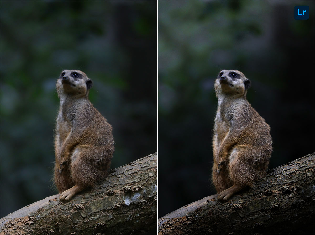 Suricate. | Remix | Photoshop Lightroom