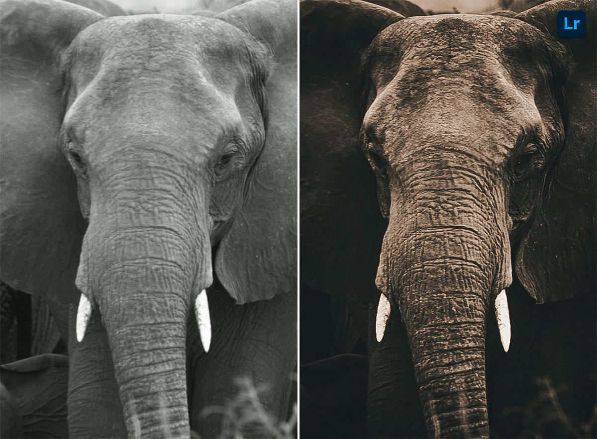 Elephant | Edit | Photoshop Lightroom