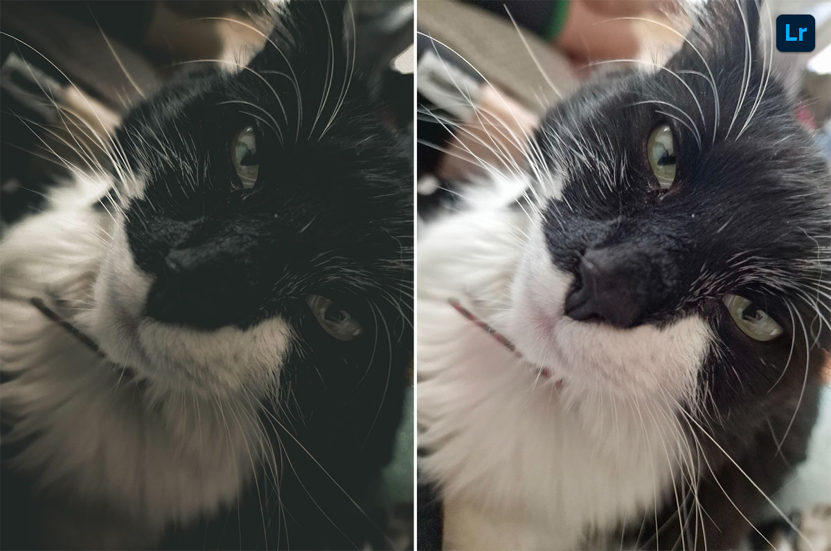 Mr mew | Edit | Photoshop Lightroom