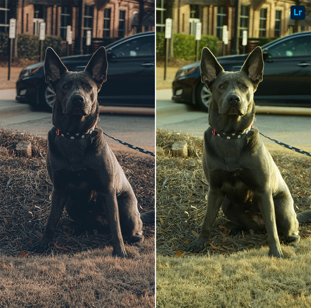 German pit | Edit | Photoshop Lightroom