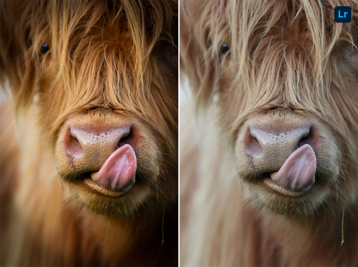 Highlander Cow | Remix | Photoshop Lightroom