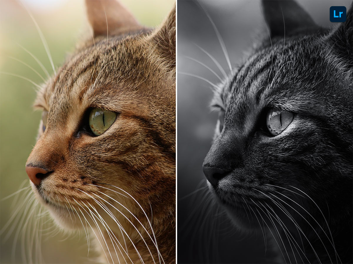 B&W Cat | Edit | Photoshop Lightroom