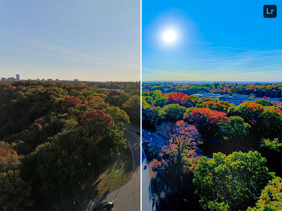 Blooming Canopy - Nature’s Tapestry | Edit | Photoshop Lightroom