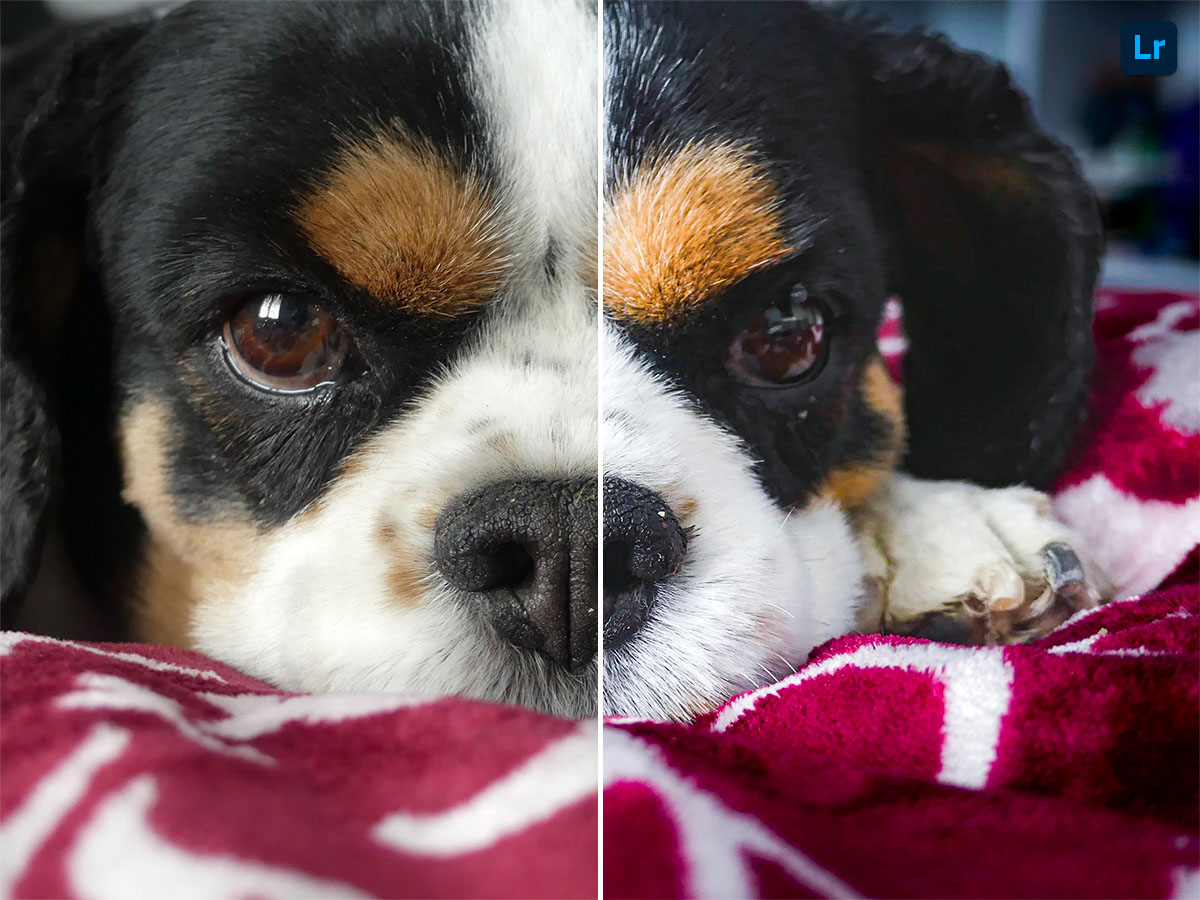 puppy Face | Edit | Photoshop Lightroom