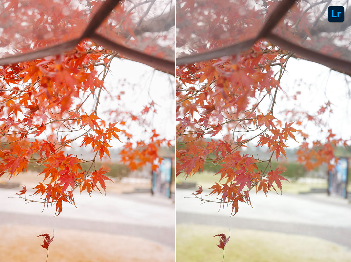 Autumn | Edit | Photoshop Lightroom