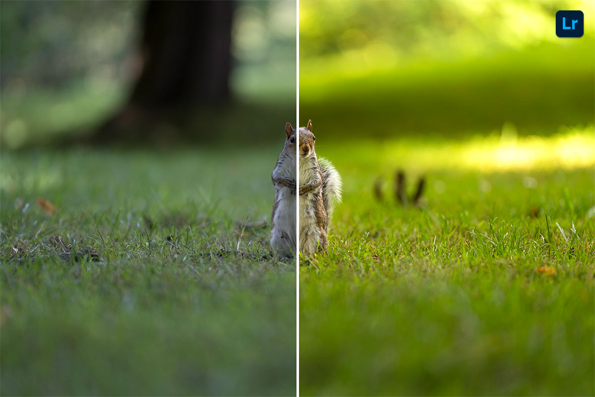 Curious Squirrel in the Sunlight | Edit | Photoshop Lightroom