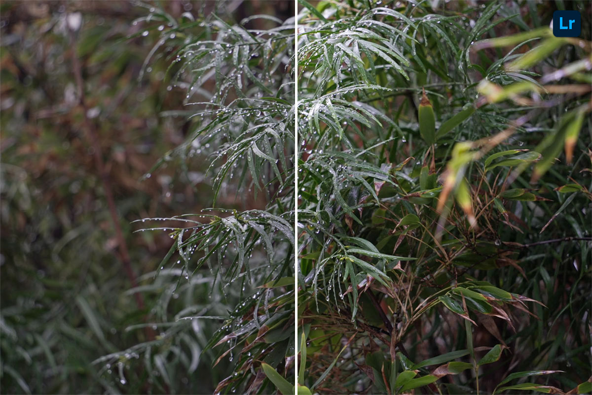 Foliage | Remix | Photoshop Lightroom