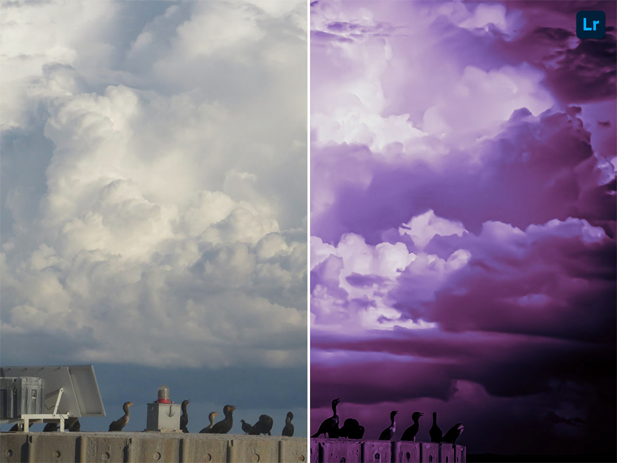 Ducks on the dock | Edit | Photoshop Lightroom