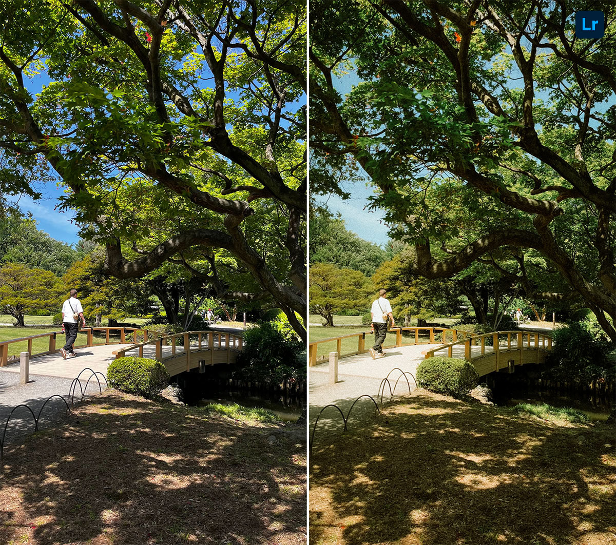 Robin tokyo | Edit | Photoshop Lightroom