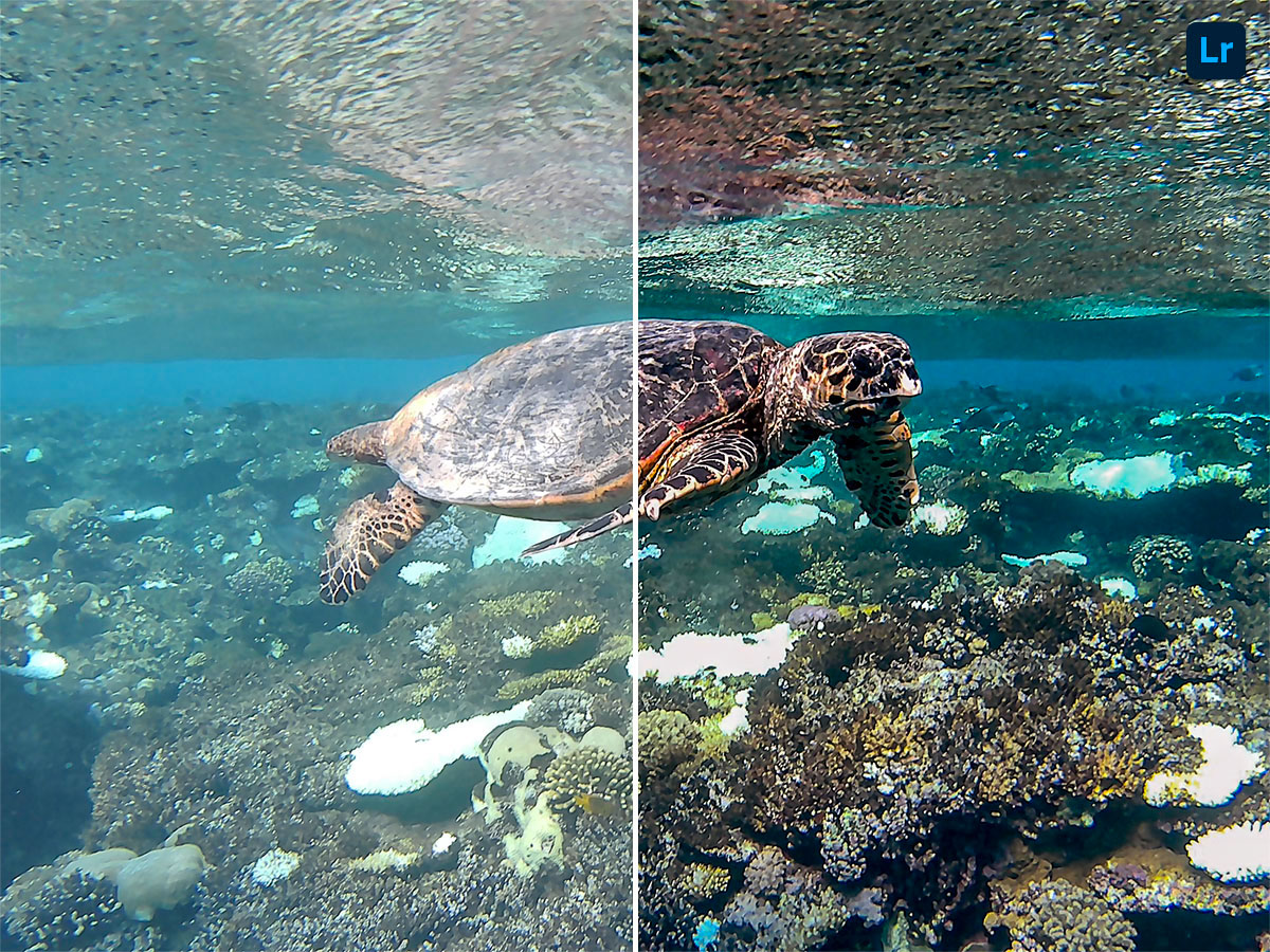 Turtle am Riff | Edit | Photoshop Lightroom