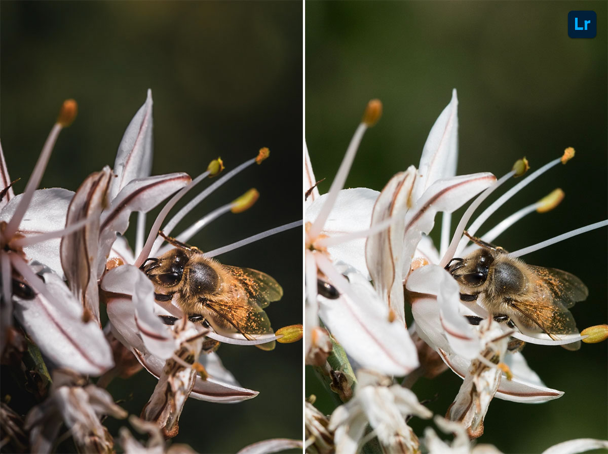 Symbiosis | Edit | Photoshop Lightroom