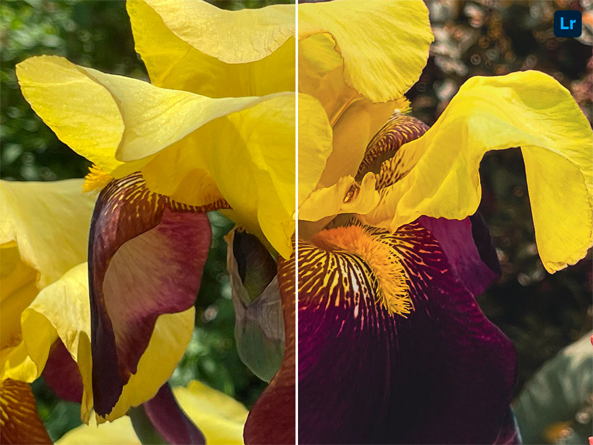 like this flower | Edit | Photoshop Lightroom