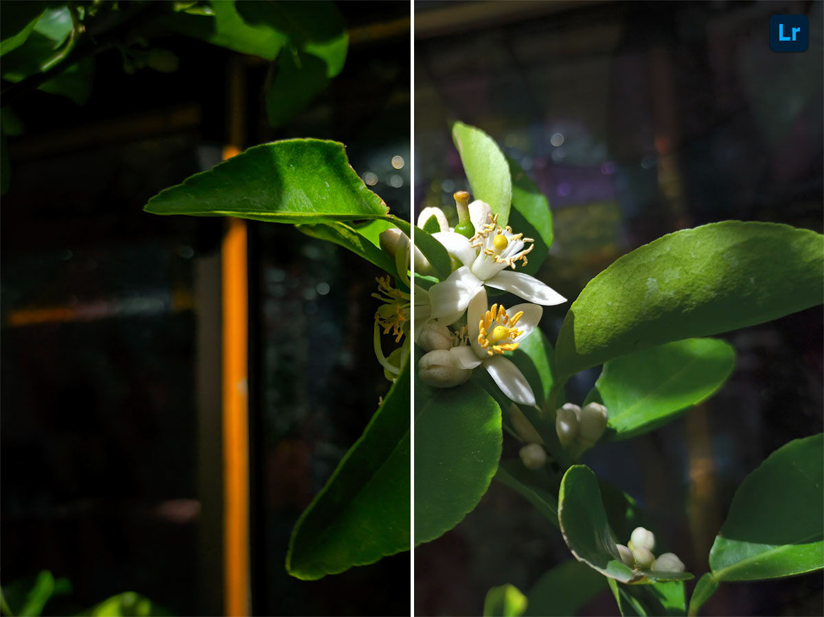 Lemon | Edit | Photoshop Lightroom