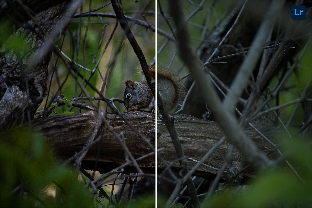 A cutie squirrel | Edit | Photoshop Lightroom