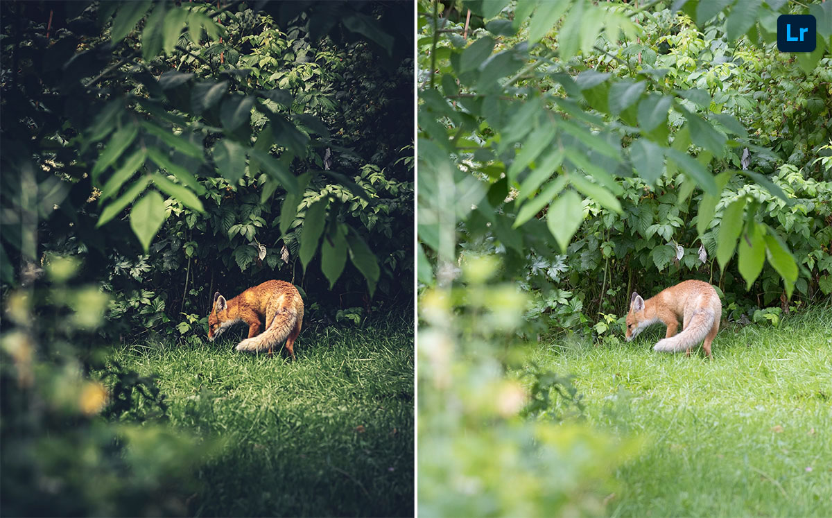 Fox pt.2 | Remix | Photoshop Lightroom