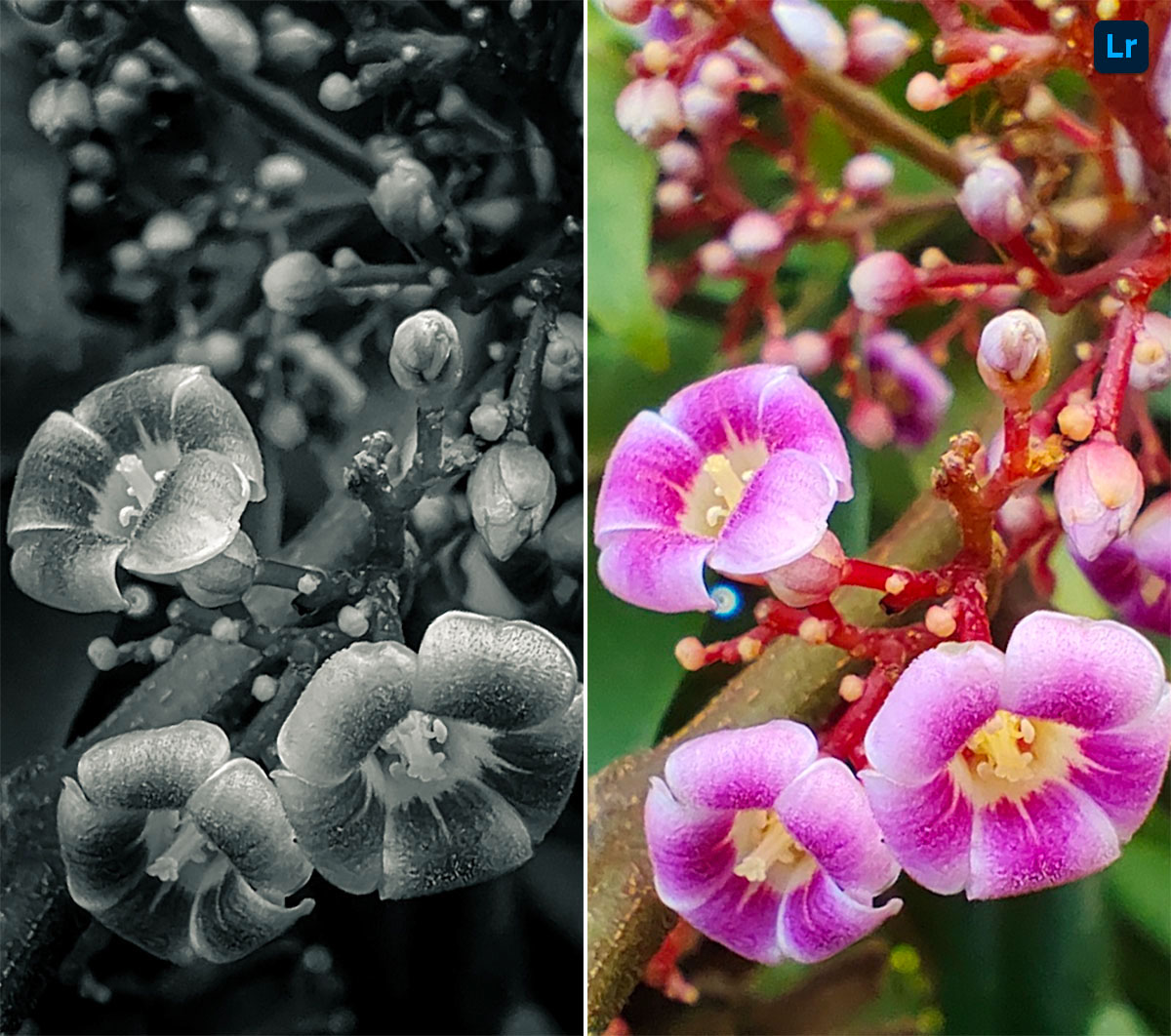 Balimbing in B&W | Edit | Photoshop Lightroom