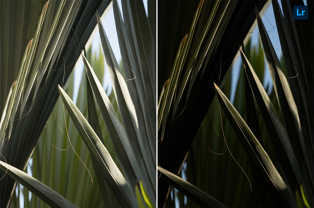 Leaves | Edit | Photoshop Lightroom