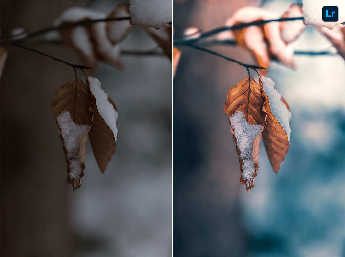 Snow leaves | Edit | Photoshop Lightroom