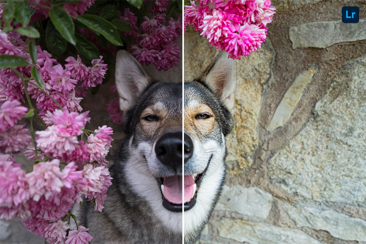 Bring Out Color | Remix | Photoshop Lightroom