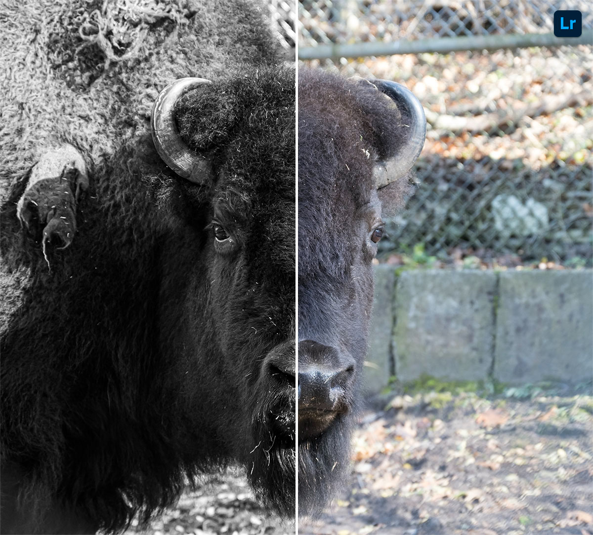 A Portrait of a Bison | Edit | Photoshop Lightroom