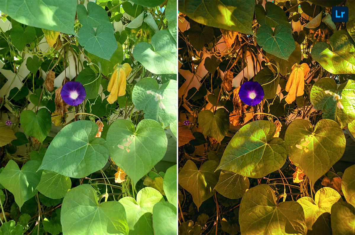 Golden Hour | Edit | Photoshop Lightroom