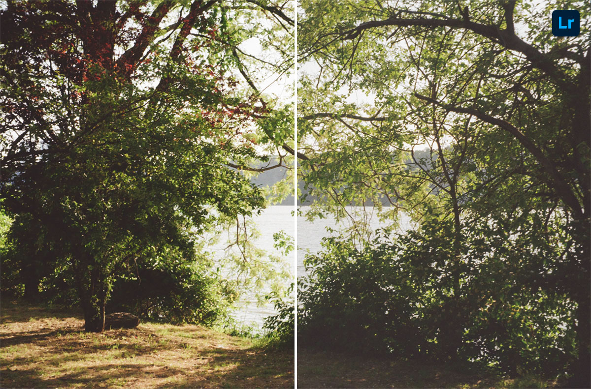 Tree Line | Edit | Photoshop Lightroom