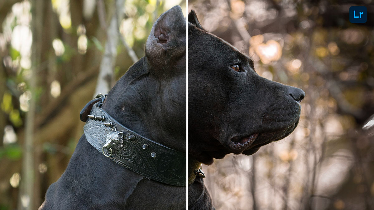Eris in a custom My Madcow collar | Edit | Photoshop Lightroom