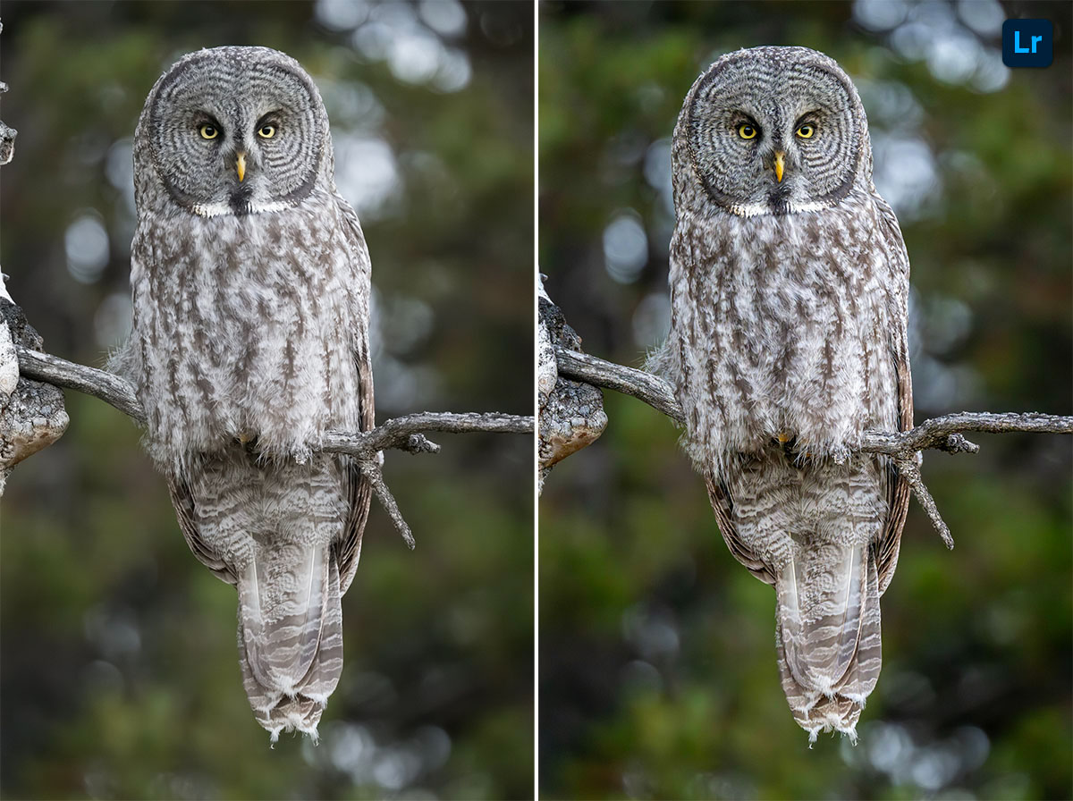 Great Gray Owl | Edit | Photoshop Lightroom