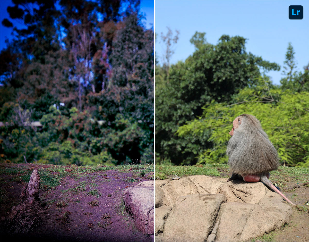 Baboon Contemplating life | Edit | Photoshop Lightroom