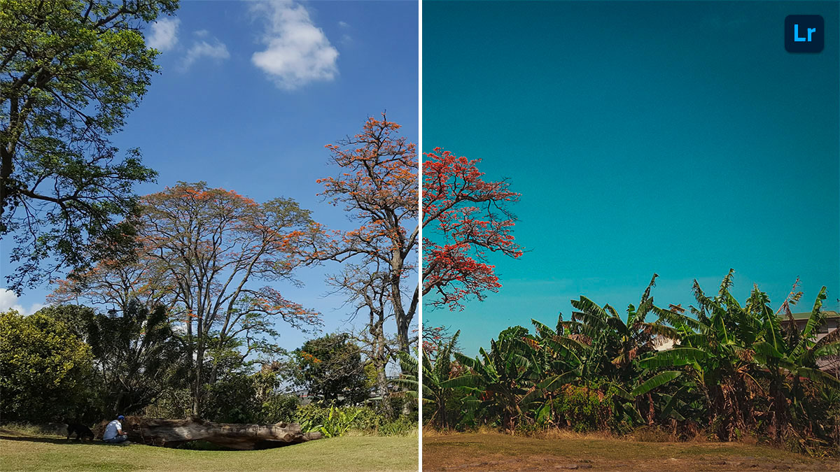 Magical trees | Remix | Photoshop Lightroom
