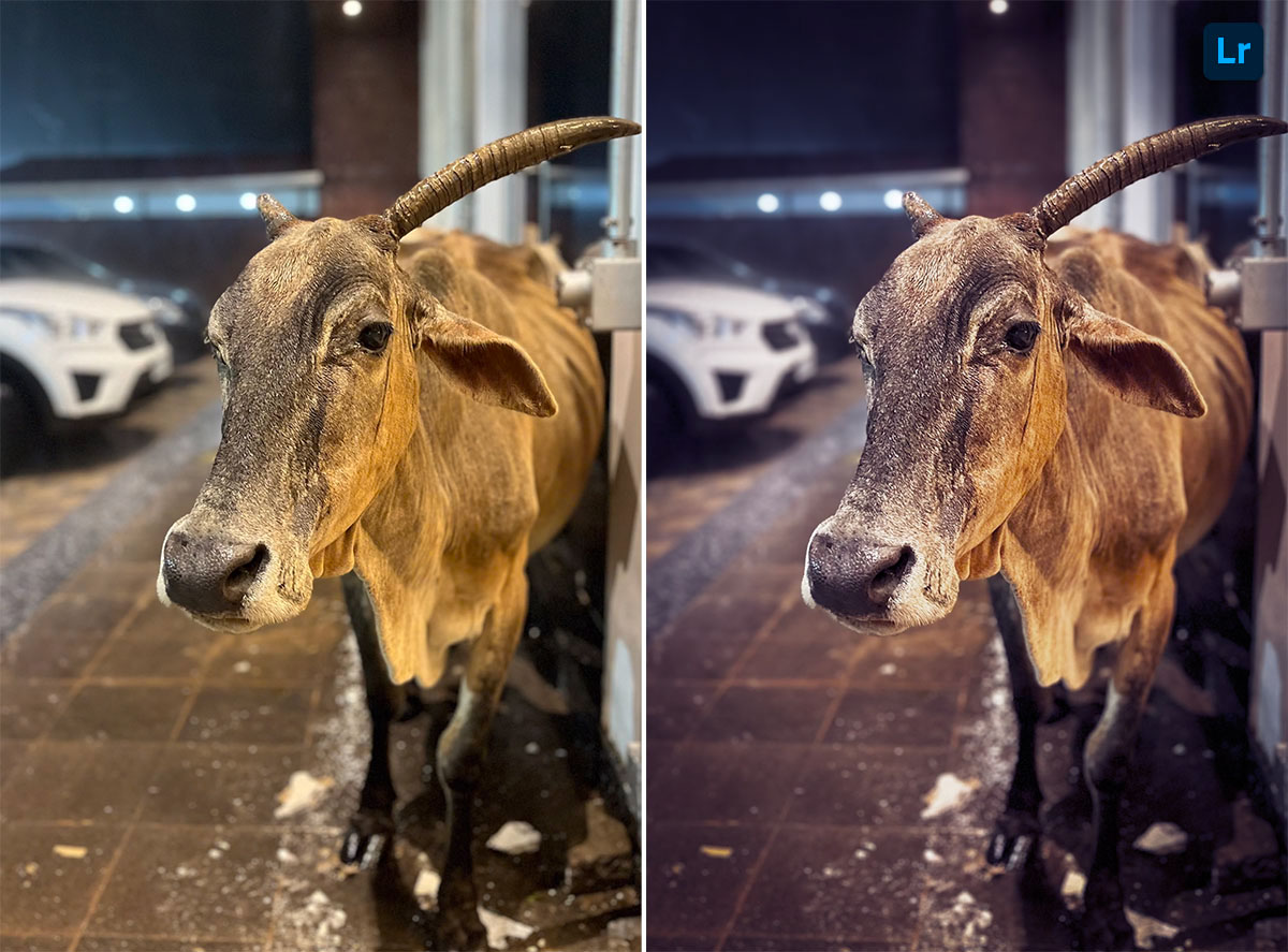 Cows | Edit | Photoshop Lightroom