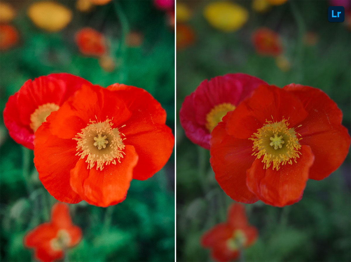 Poppy | Edit | Photoshop Lightroom