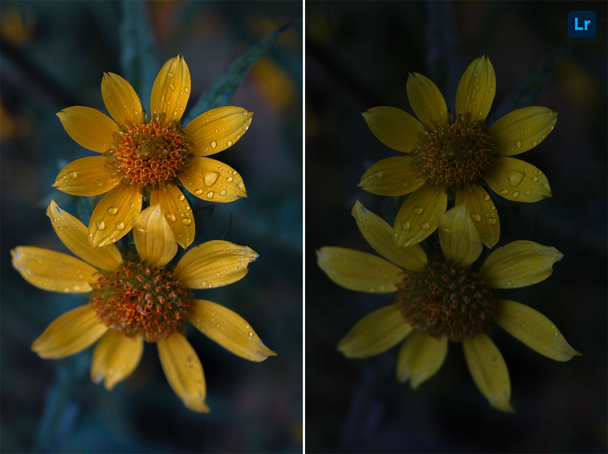 Yellow Rain | Edit | Photoshop Lightroom