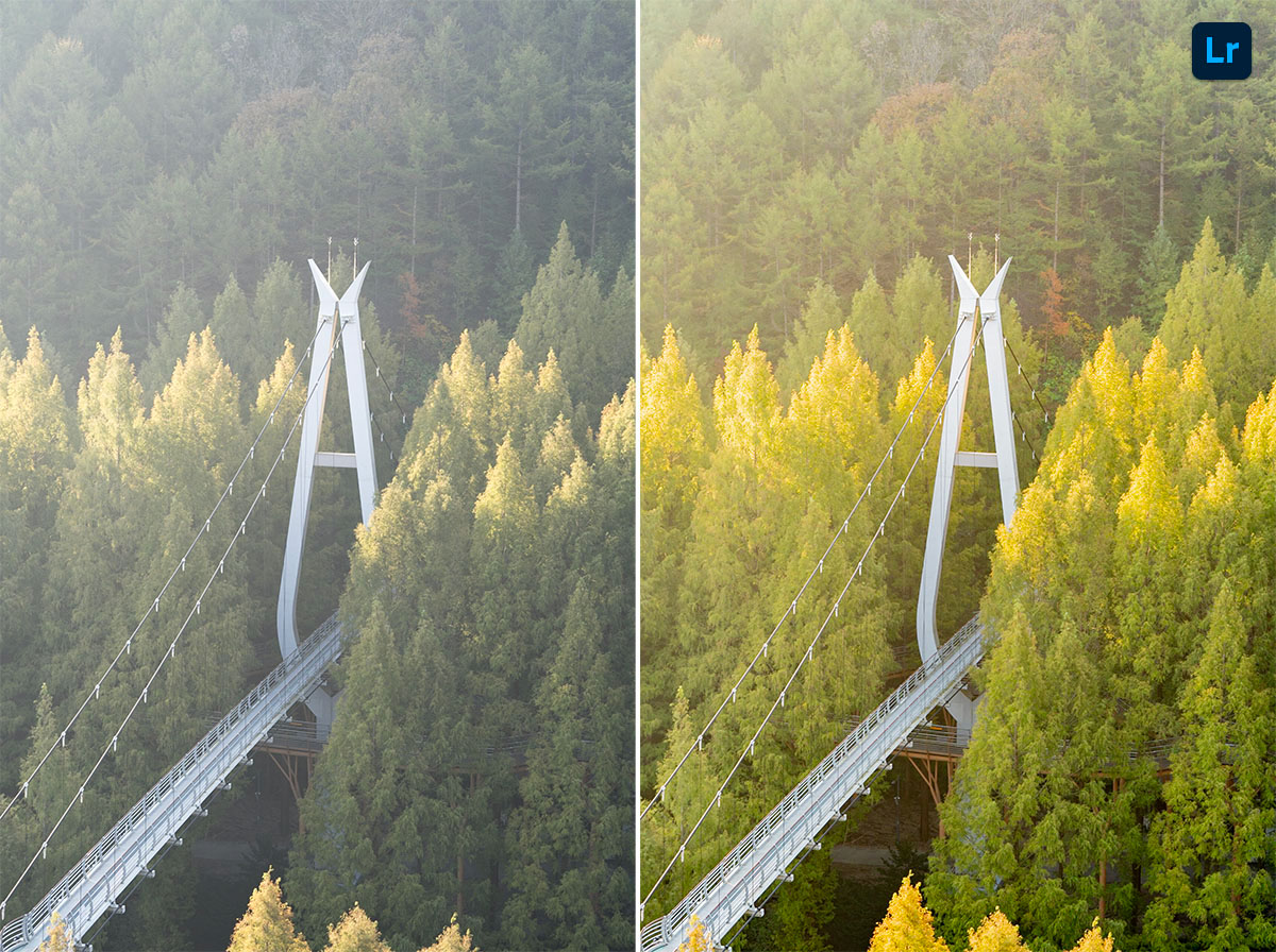 Yellow Autumn | Edit | Photoshop Lightroom