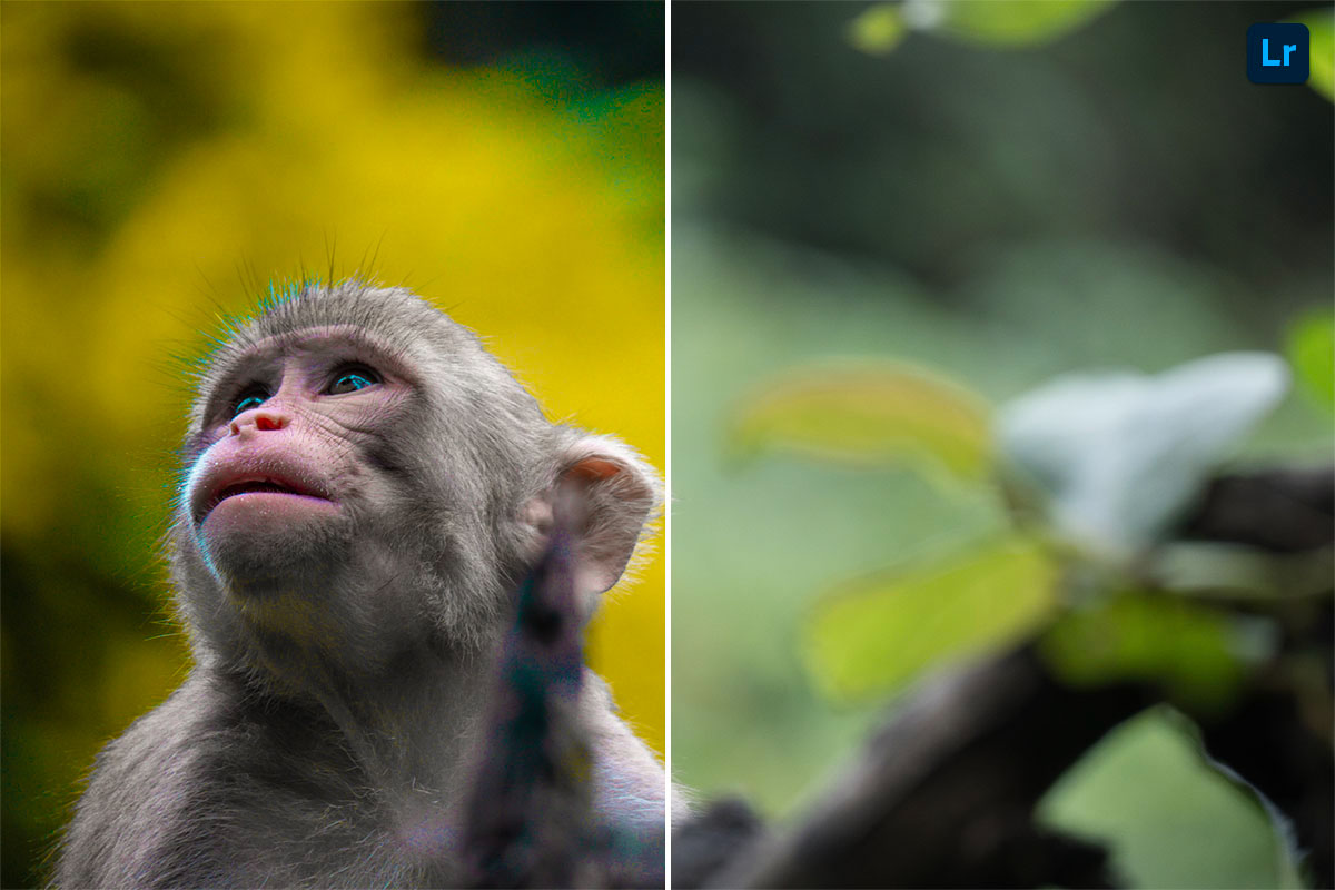 Monkey | Remix | Photoshop Lightroom