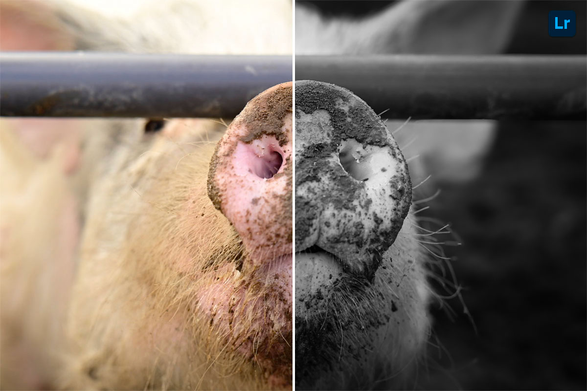 Pig | Edit | Photoshop Lightroom