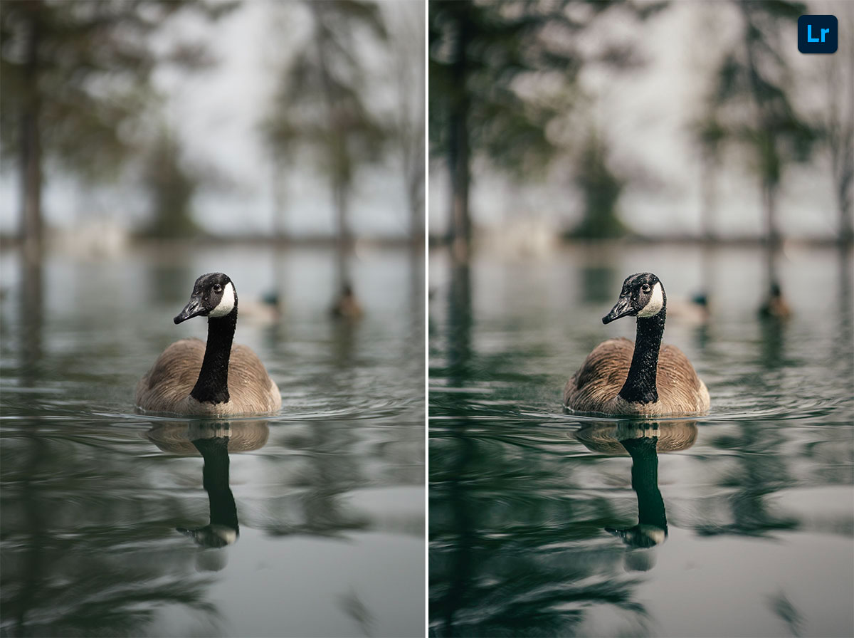 Goose | Edit | Photoshop Lightroom
